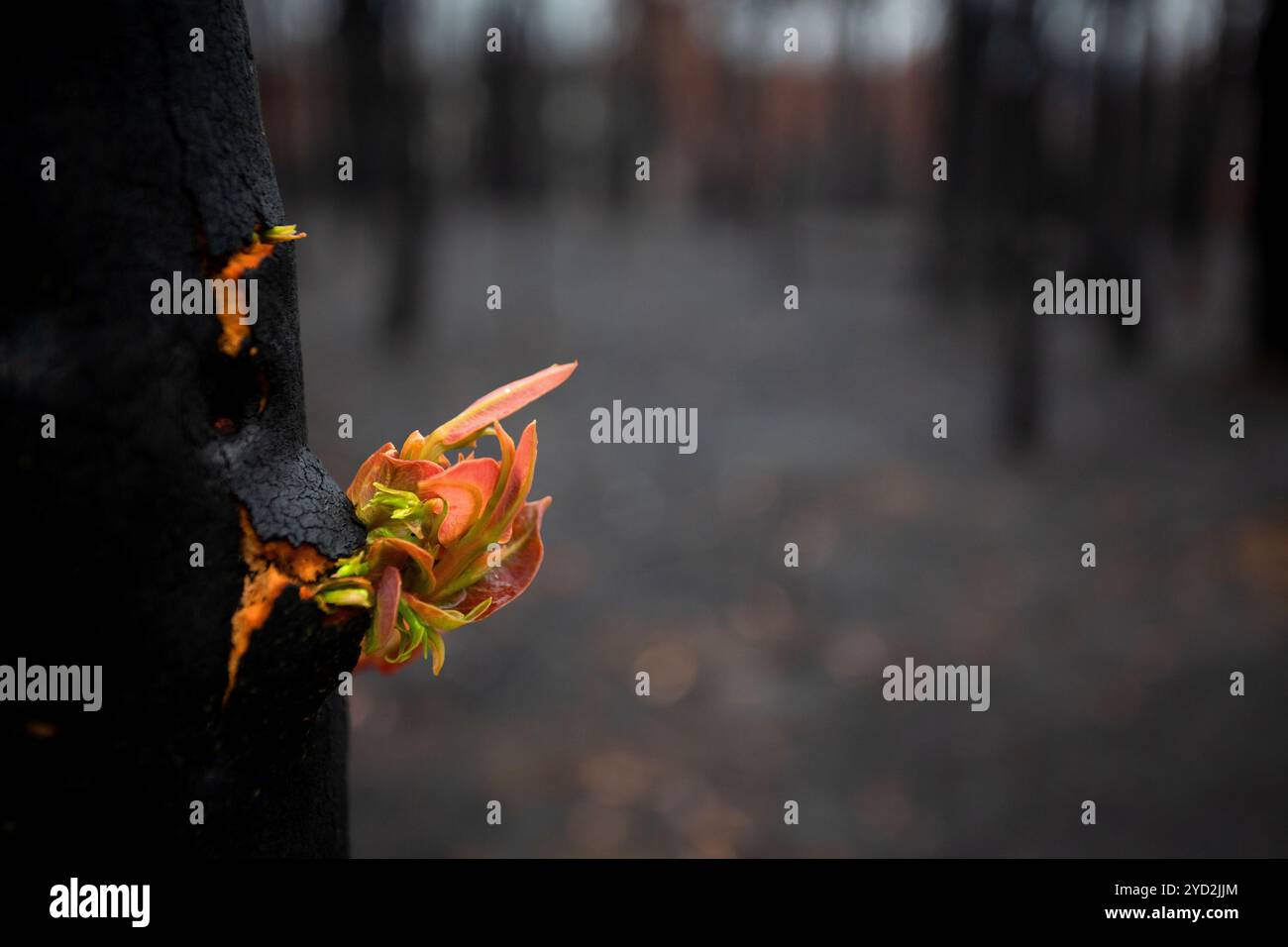 Break trees hi-res stock photography and images - Alamy