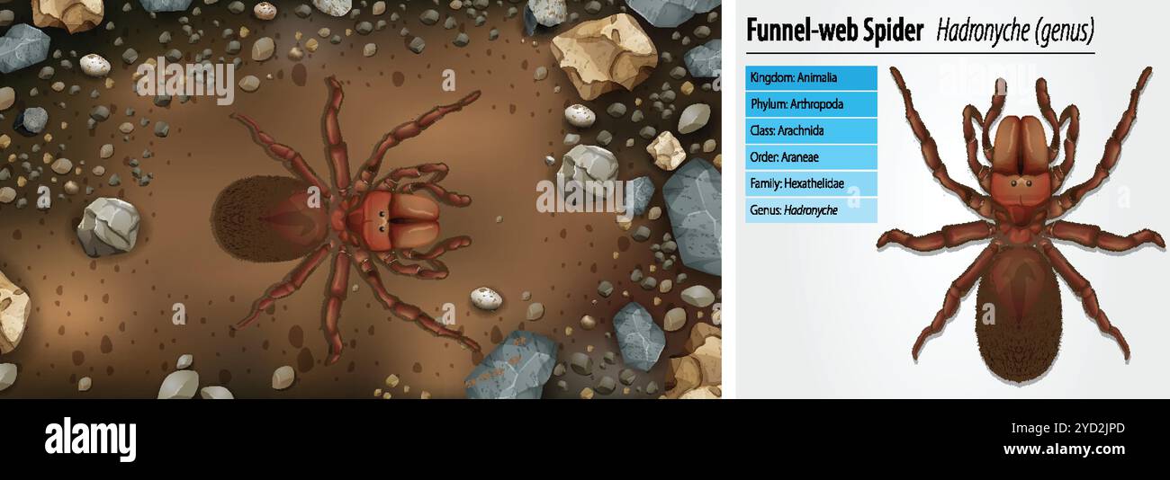 Invertebrate spider funnel web Stock Vector Images - Alamy