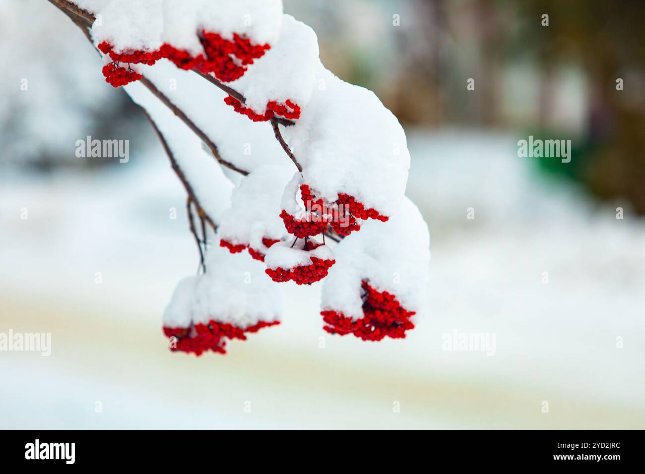 Ilex verticillata winter red berries hi-res stock photography and ...