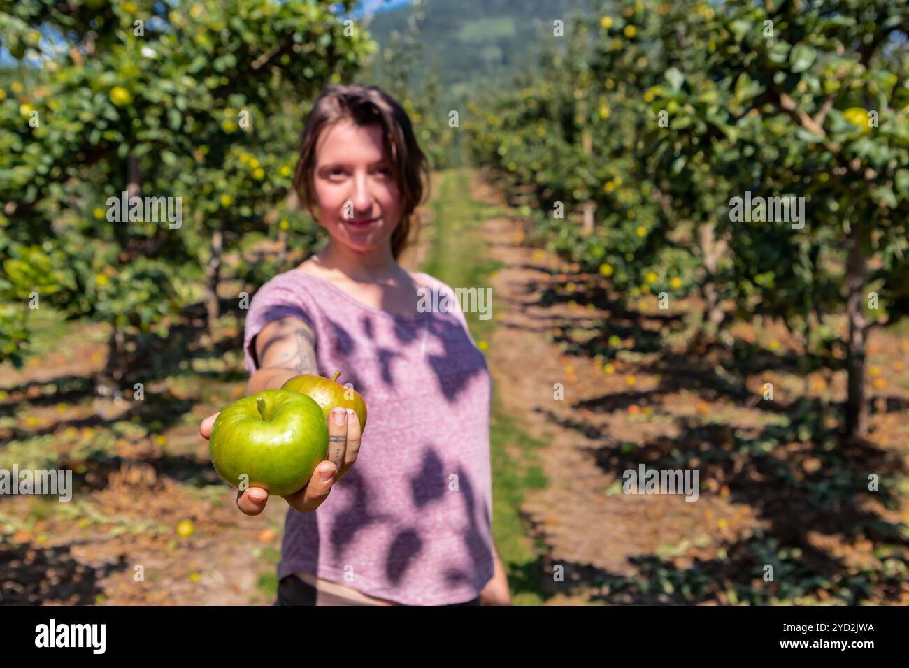 Farmer fruit picker woman harvest hi-res stock photography and images ...