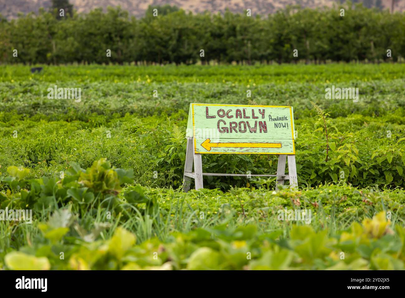 LOCALLY GROWN, Available now. sign Stock Photo - Alamy