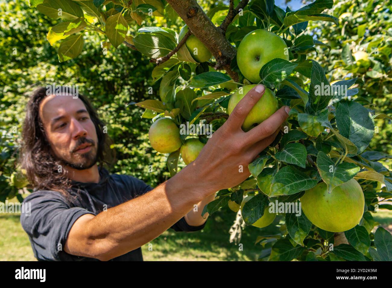 Caucasian man picking green apple fruits Stock Photo - Alamy