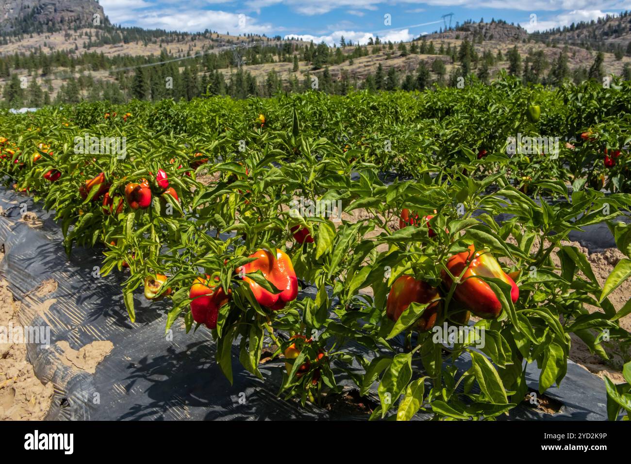 Bell canadian open hi-res stock photography and images - Alamy
