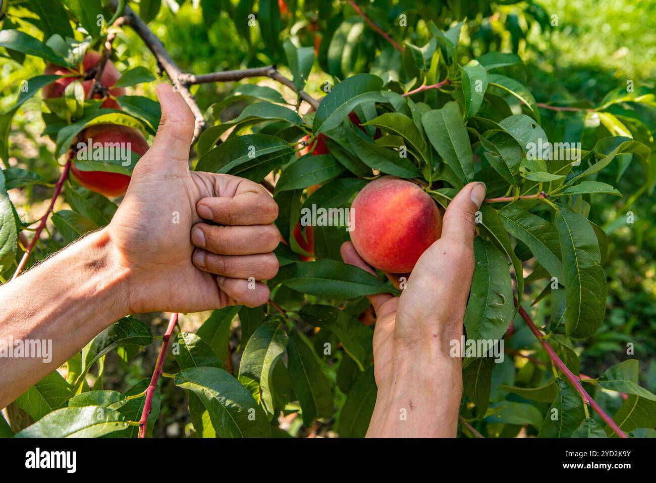 Hands picking peach fruits, orchard tree Stock Photo - Alamy