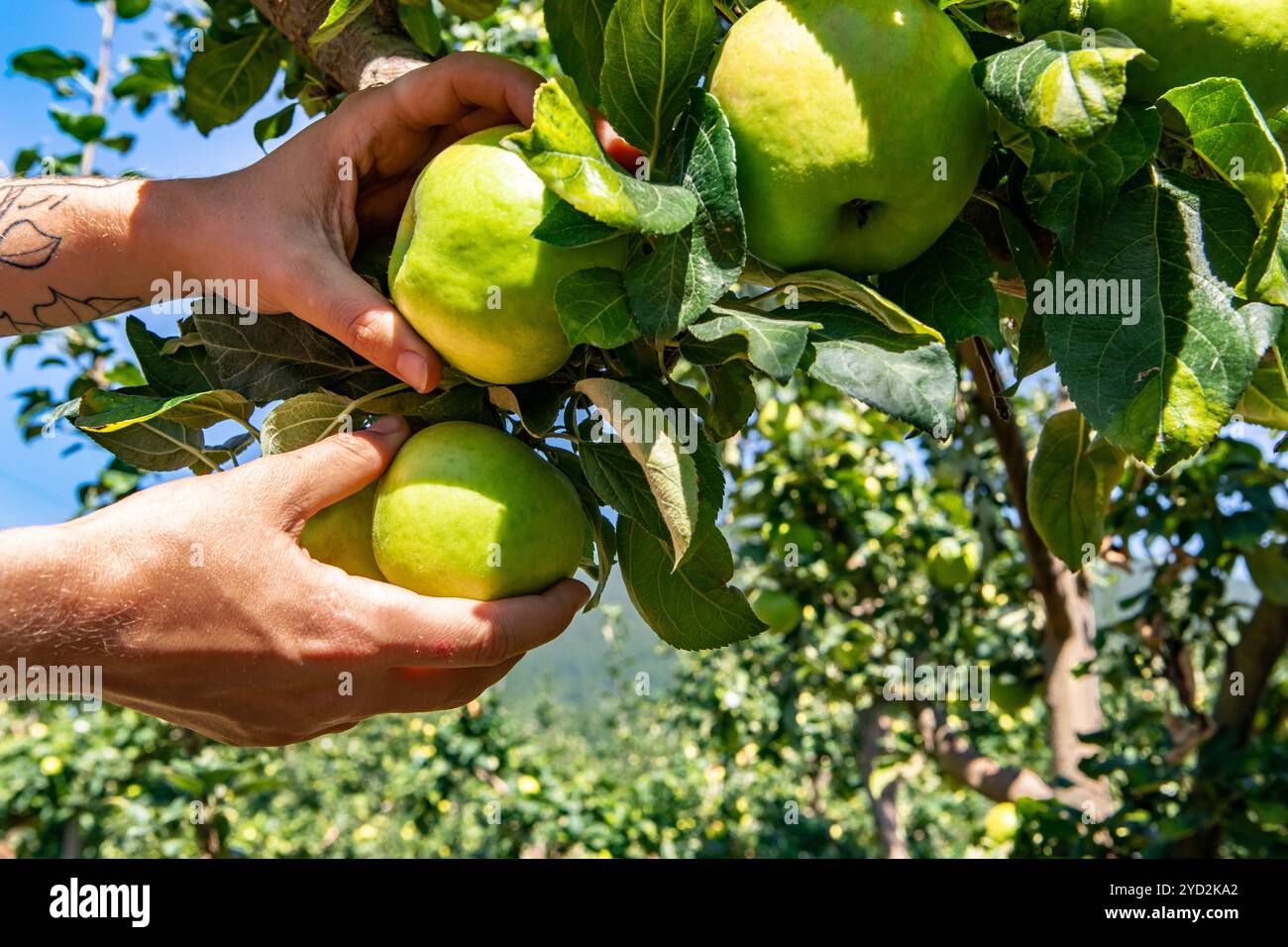 Hand picking green apple hi-res stock photography and images - Alamy