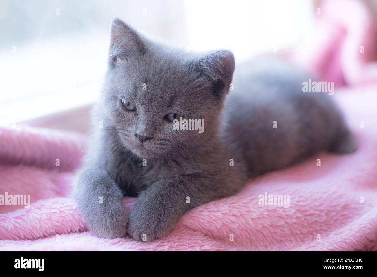 Pet magazine cover hi-res stock photography and images - Alamy