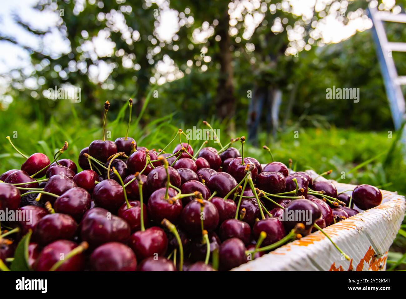 Full bucket of black sweet cherries Stock Photo - Alamy