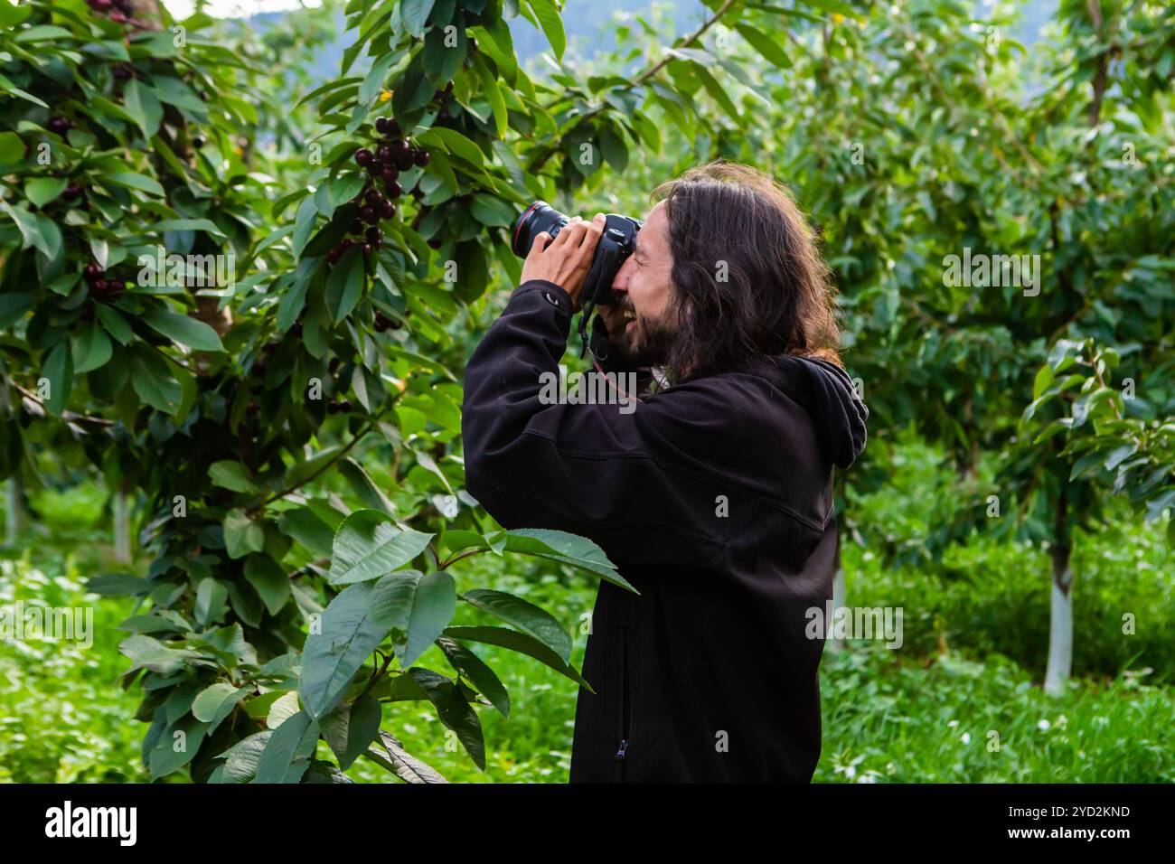 Sweet cherry orchard hi-res stock photography and images - Alamy