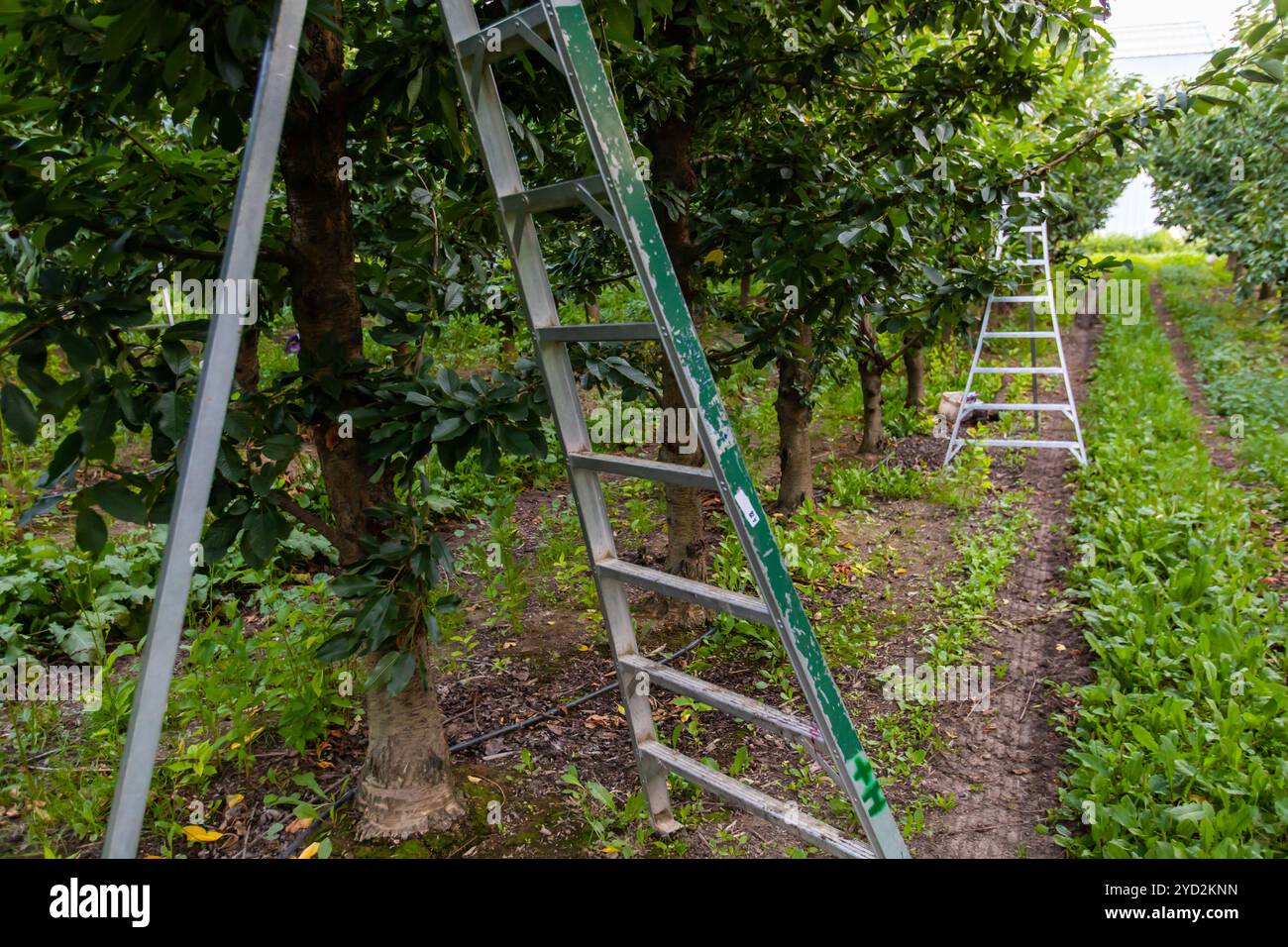 Two tripod ladders standing near the trees in the cherry orchard ...
