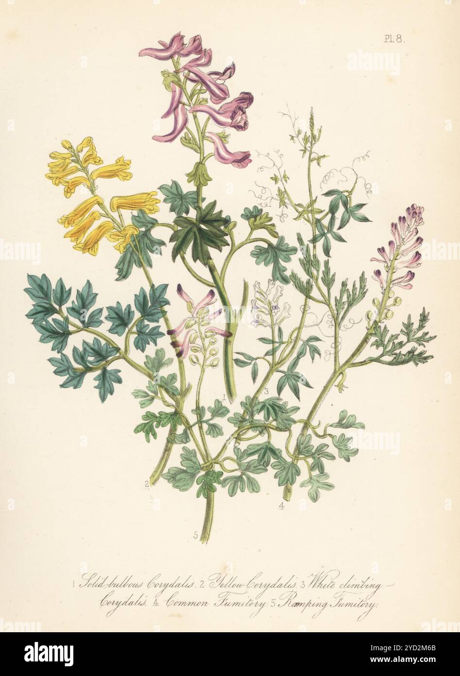 Yellow corydalis hi-res stock photography and images - Alamy