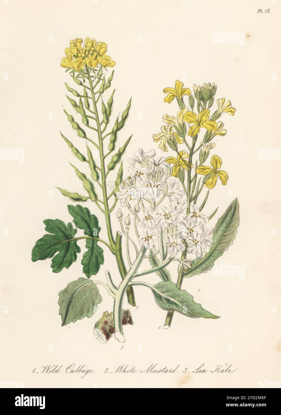 Wild cabbage, Brassica oleracea, white mustard, Sinapis alba, and sea ...