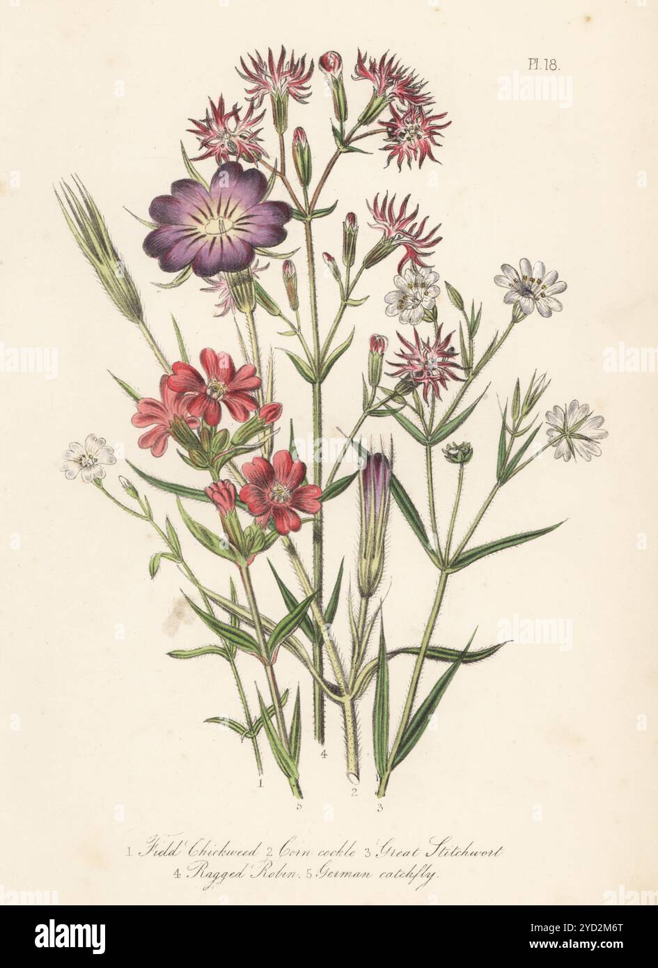 Corn cockle ragged robin hi-res stock photography and images - Alamy