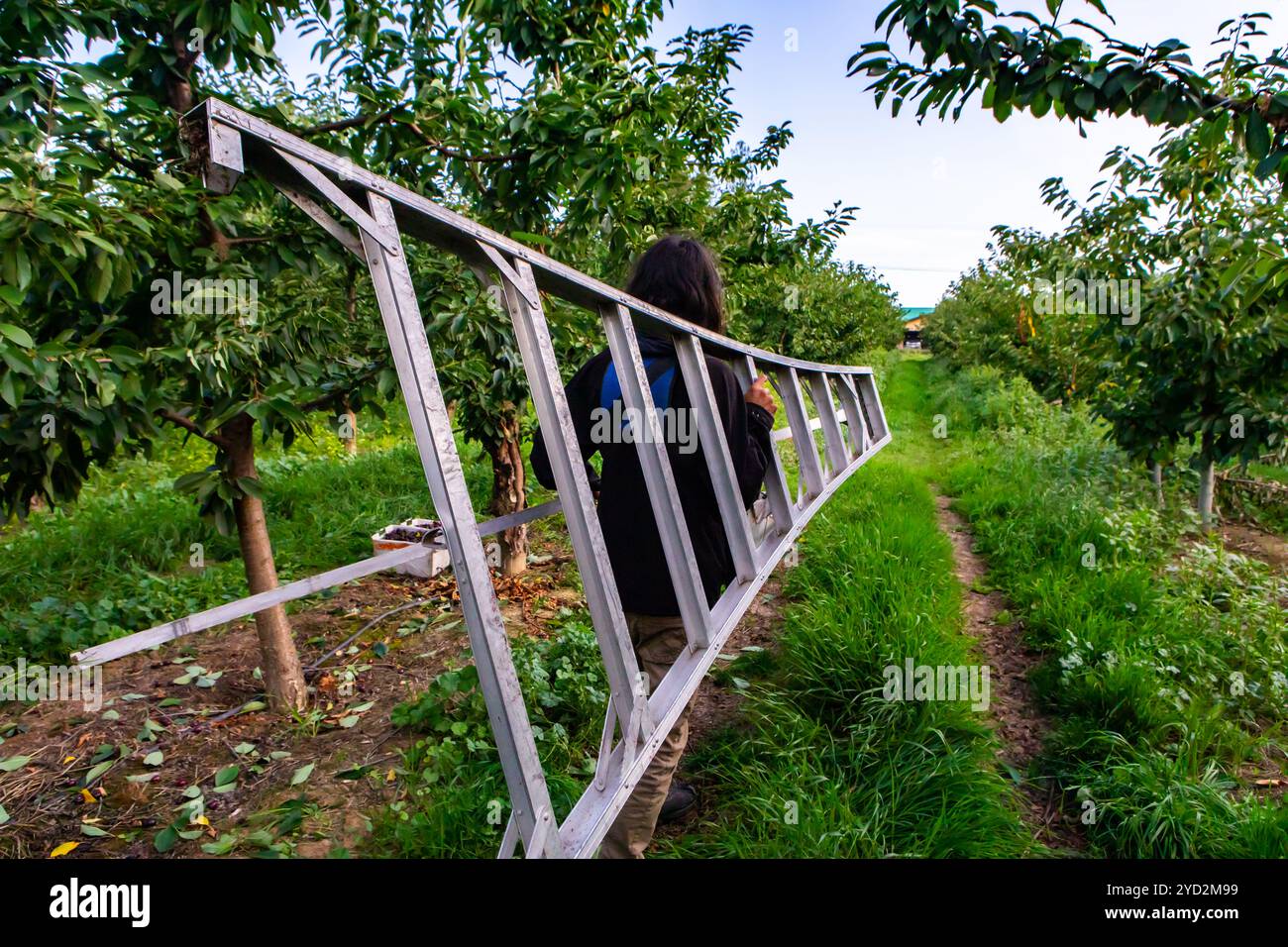 Professional ladder hi-res stock photography and images - Alamy