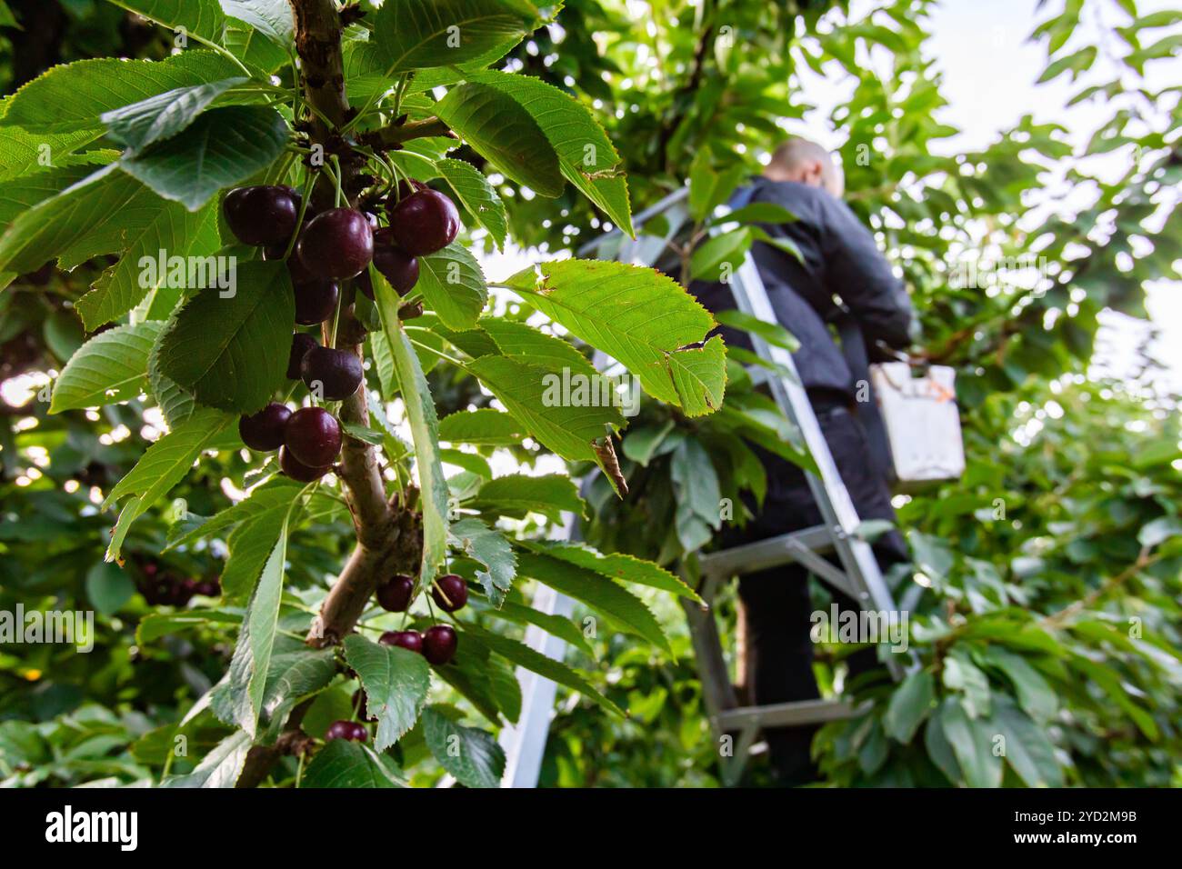Leaf agricultural sweet tree hi-res stock photography and images - Alamy