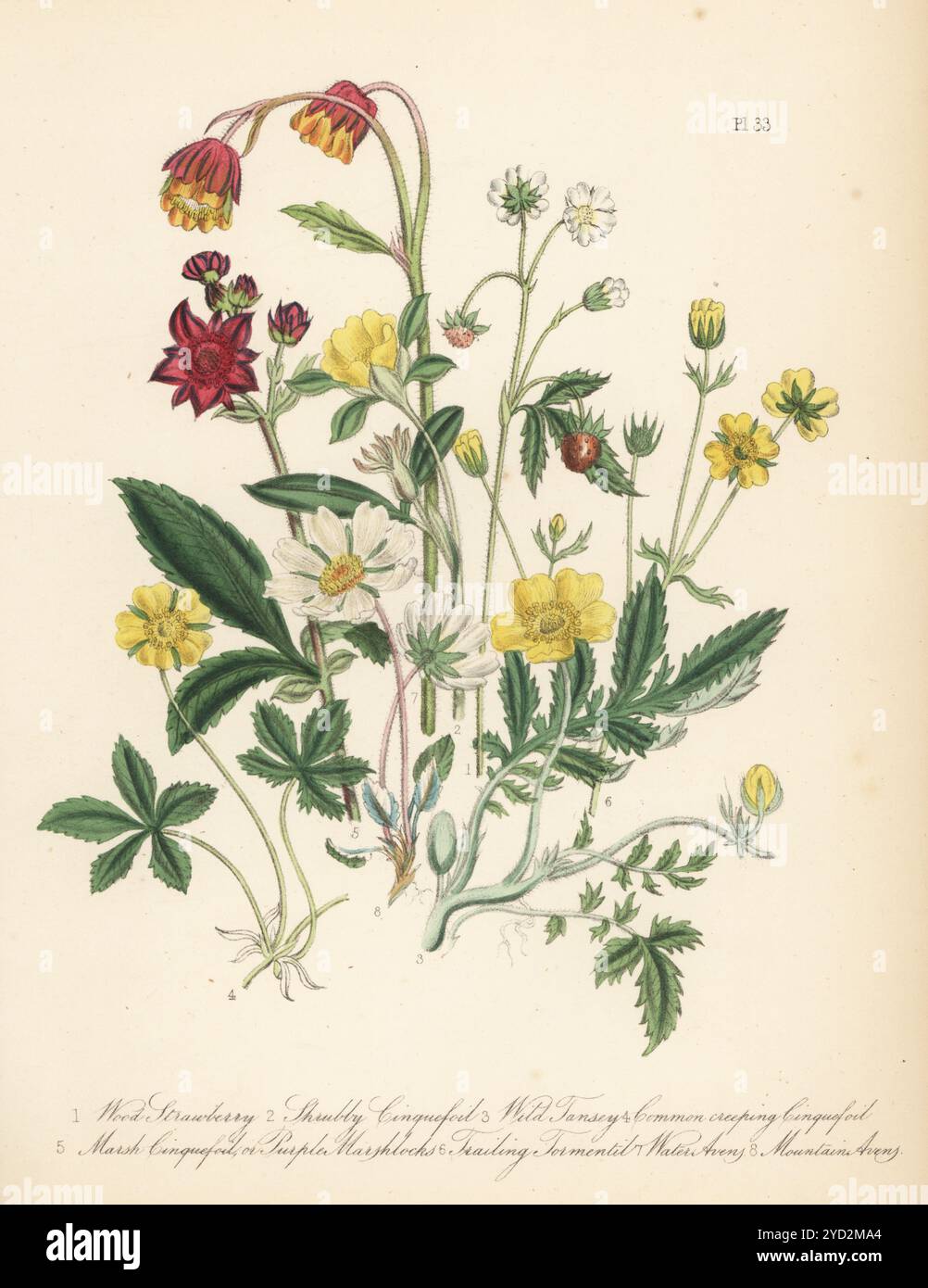 Potentilla nemoralis hi-res stock photography and images - Alamy