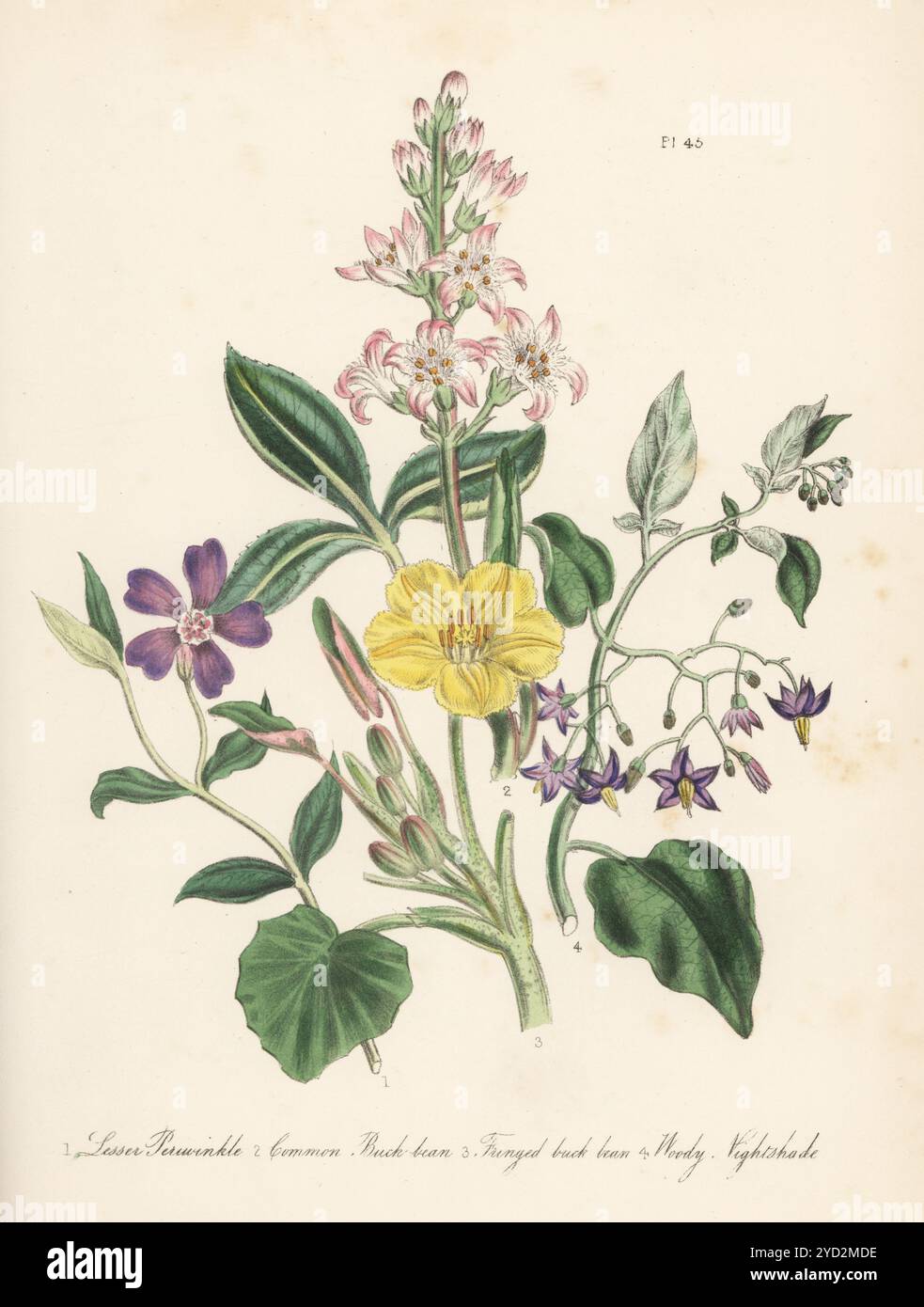 Lesser periwinkle, Vinca minor, buck-bean, Meryanthes trifoliata ...