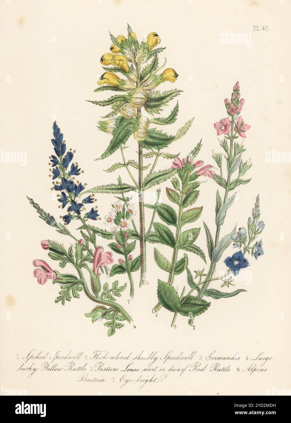 Spiked speedwell, Veronica spicata, flesh-coloured shrubby speedwell ...