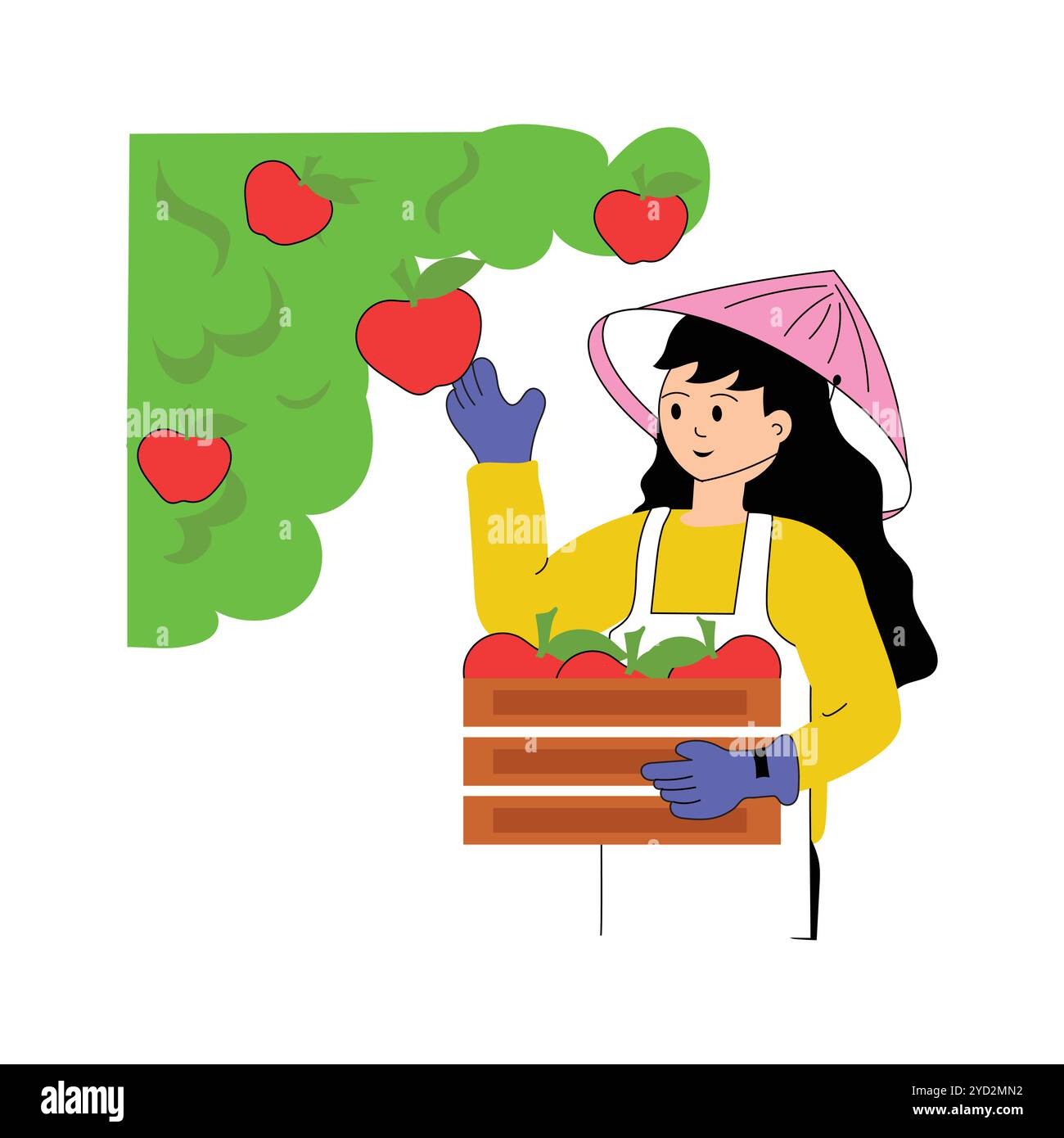 Harvesting fresh mangoes from tree hi-res stock photography and images ...