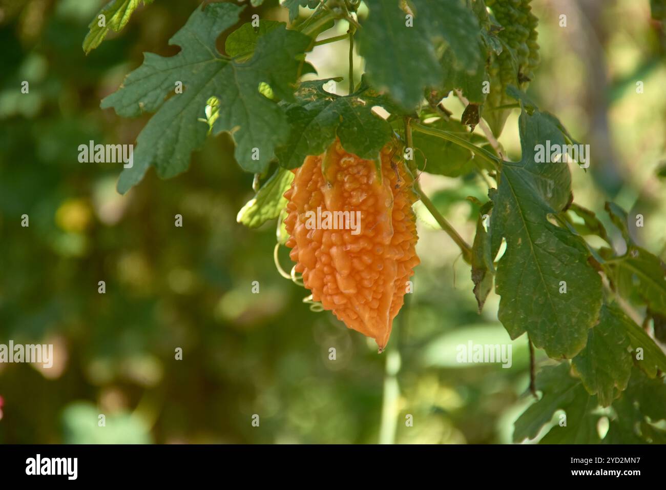 the ripe orange fruit of Momordica charantia, also known as Indian ...
