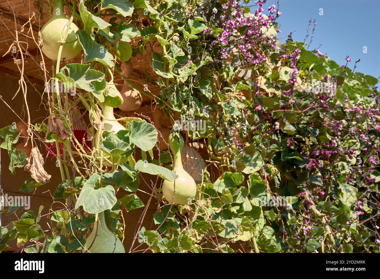 Pumpkin plants climbing wooden stakes, heavy with green pumpkins, in ...
