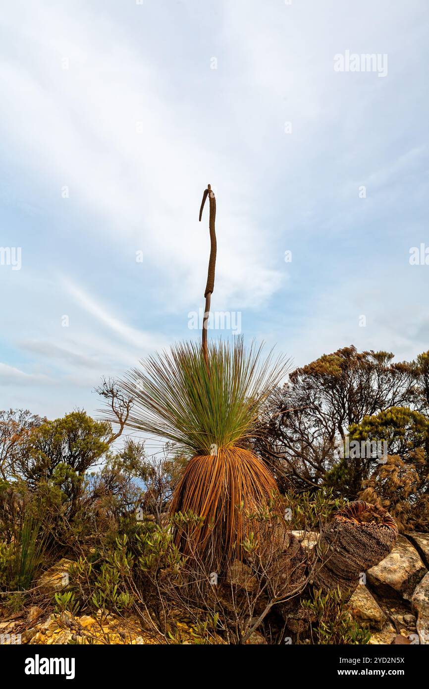 Grass tree flower spike Stock Photo - Alamy