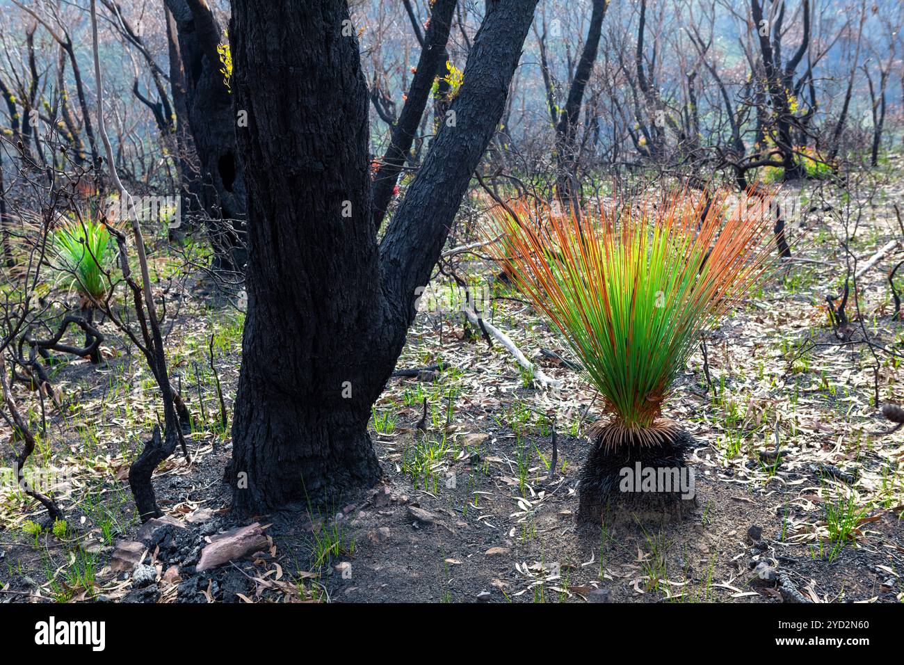 Bush recovery after bushfires in Blue Mountains Australia Stock Photo ...