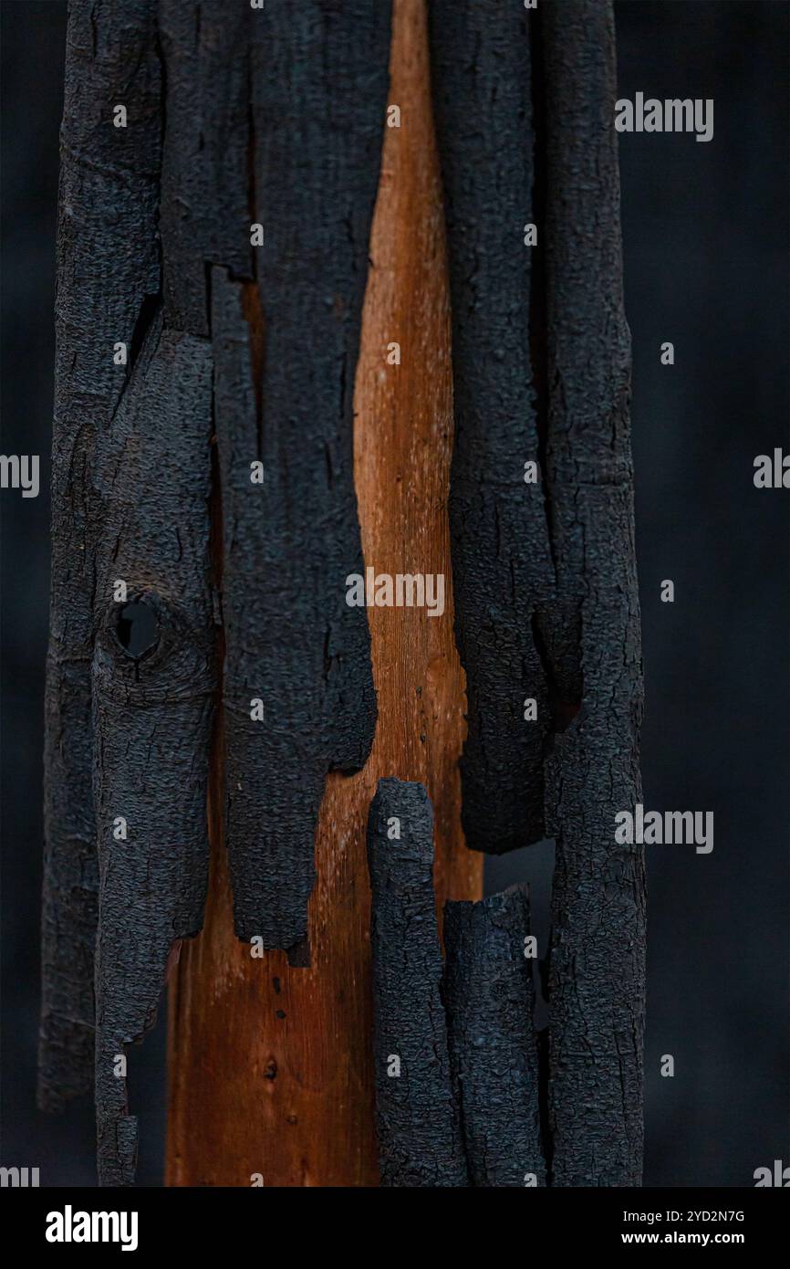 Fire bark hi-res stock photography and images - Alamy