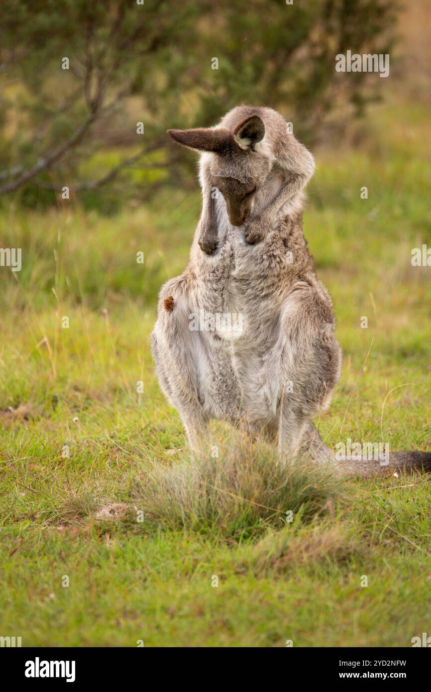 Kangaroo having a tummy scratch Stock Photo - Alamy