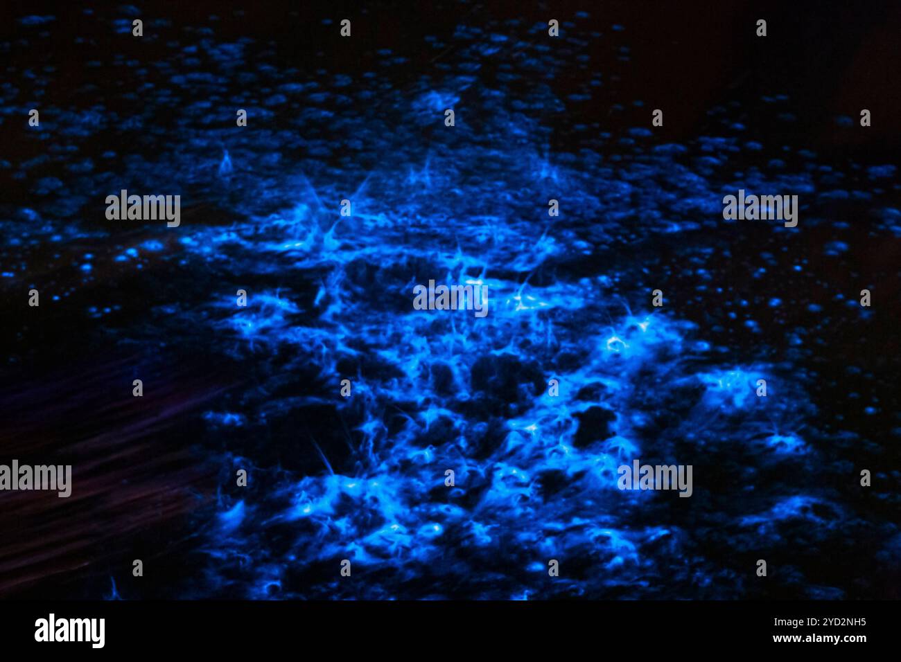 Bioluminescence sea sparkle in ocean tide Stock Photo - Alamy