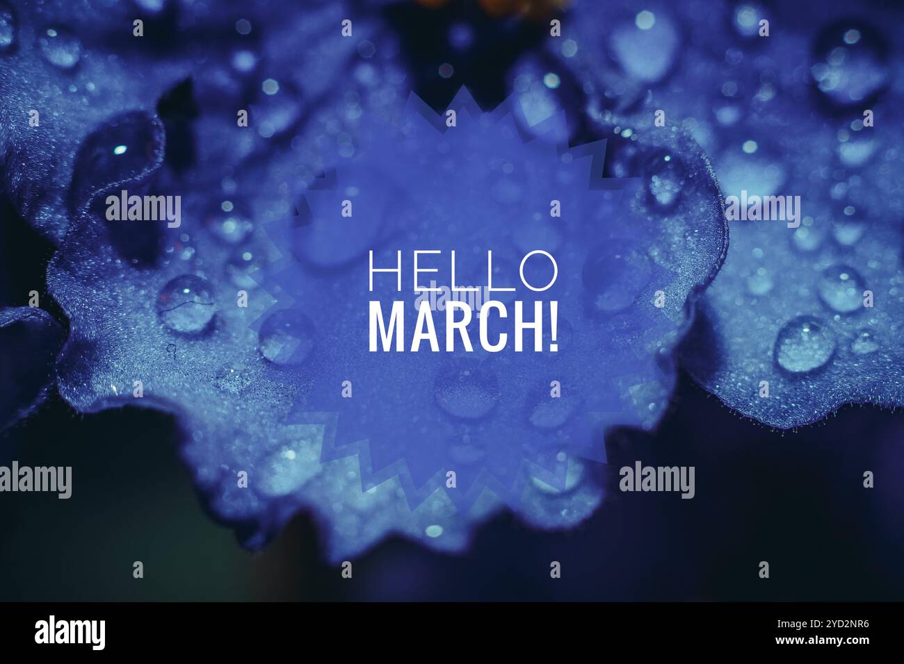 Banner Hello March . The picture with the text. Photo with flowers ...