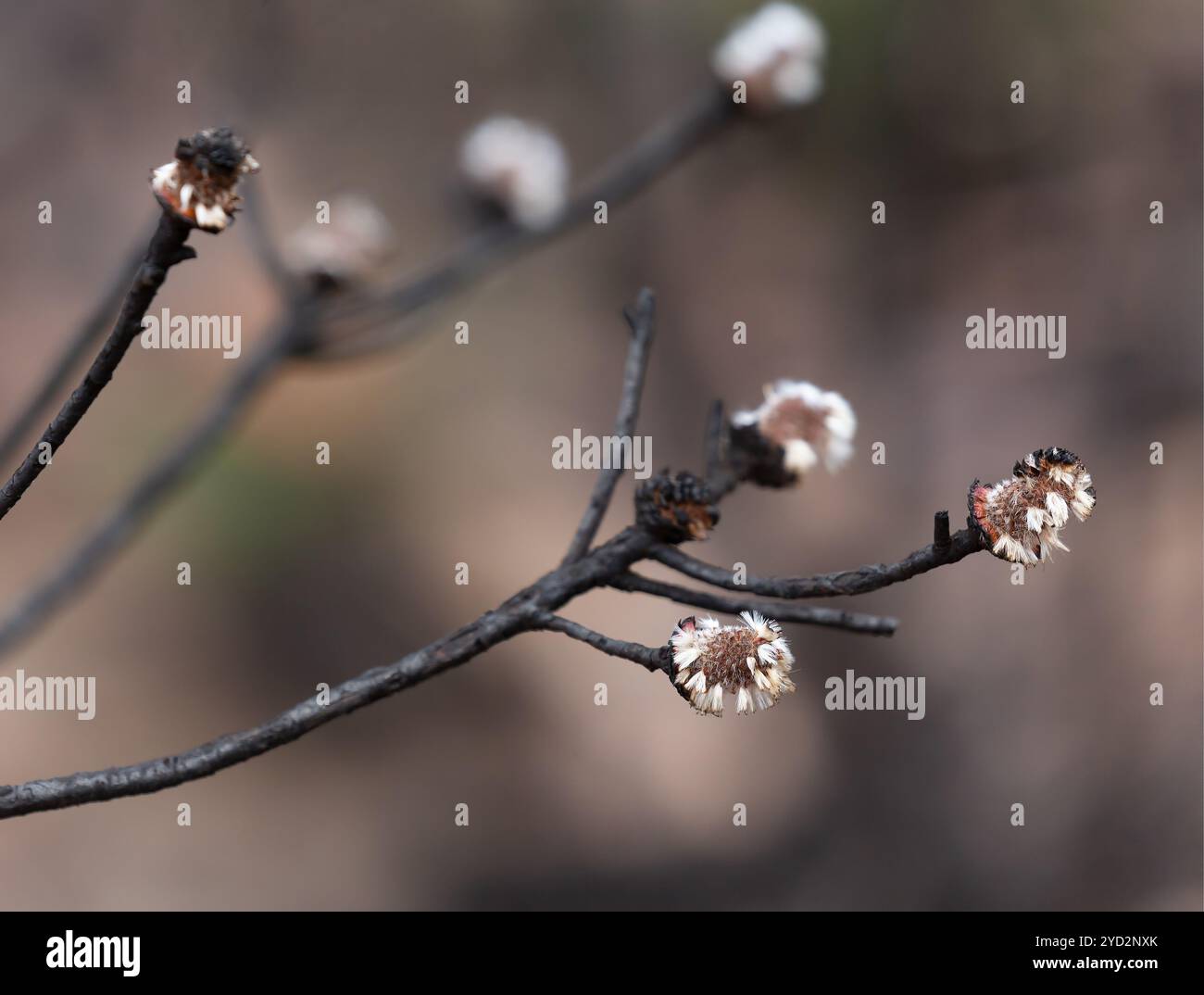 Germinate seed hi-res stock photography and images - Alamy