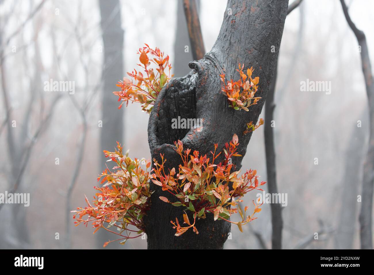 A burnt tree flourishing with bright new growth Stock Photo - Alamy