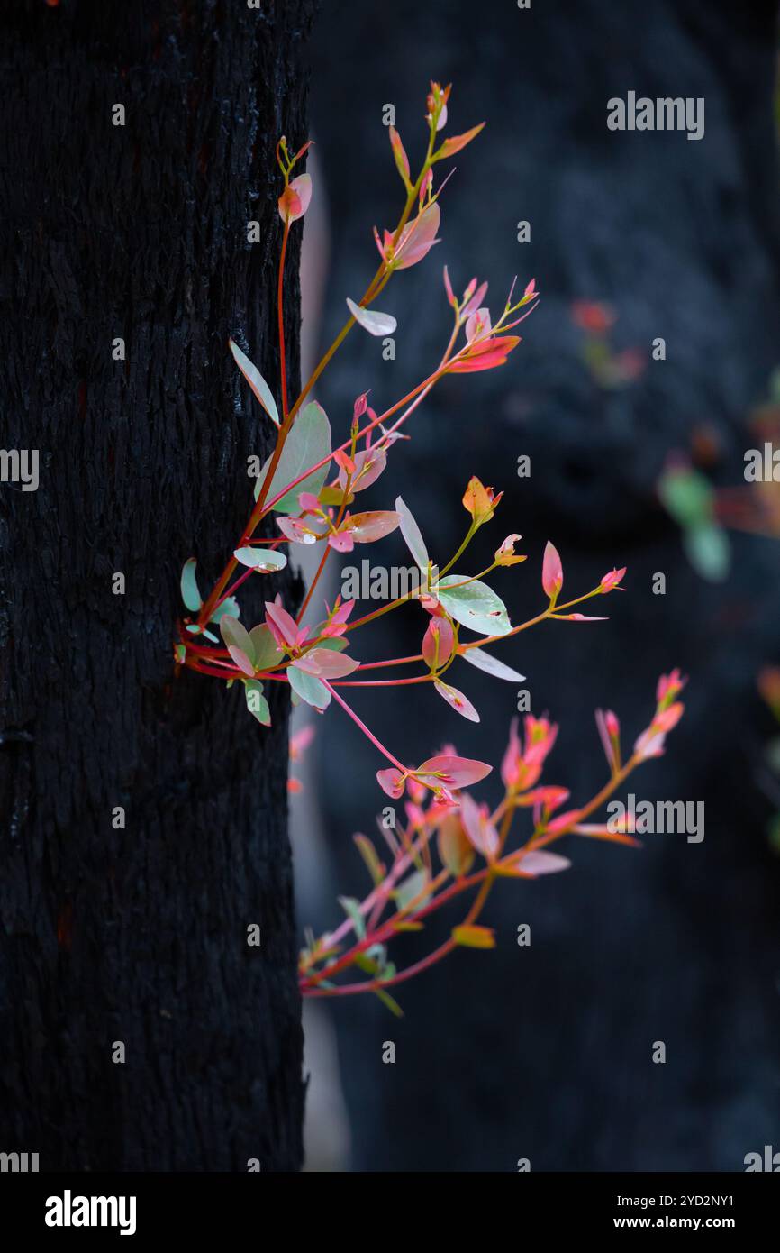 New tree leaf growth hi-res stock photography and images - Alamy