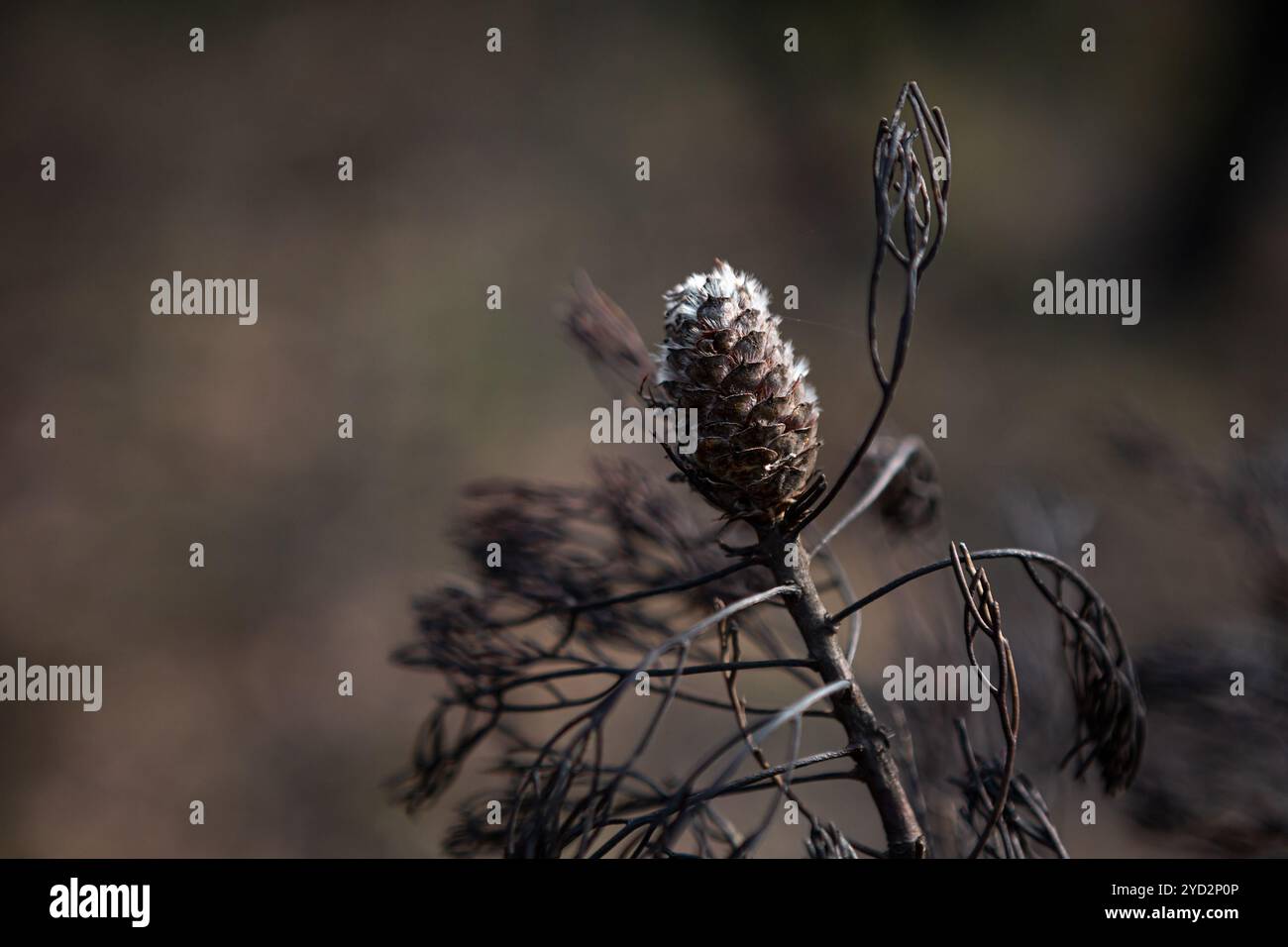 Seed pod opening after bush fires in Australia Stock Photo - Alamy