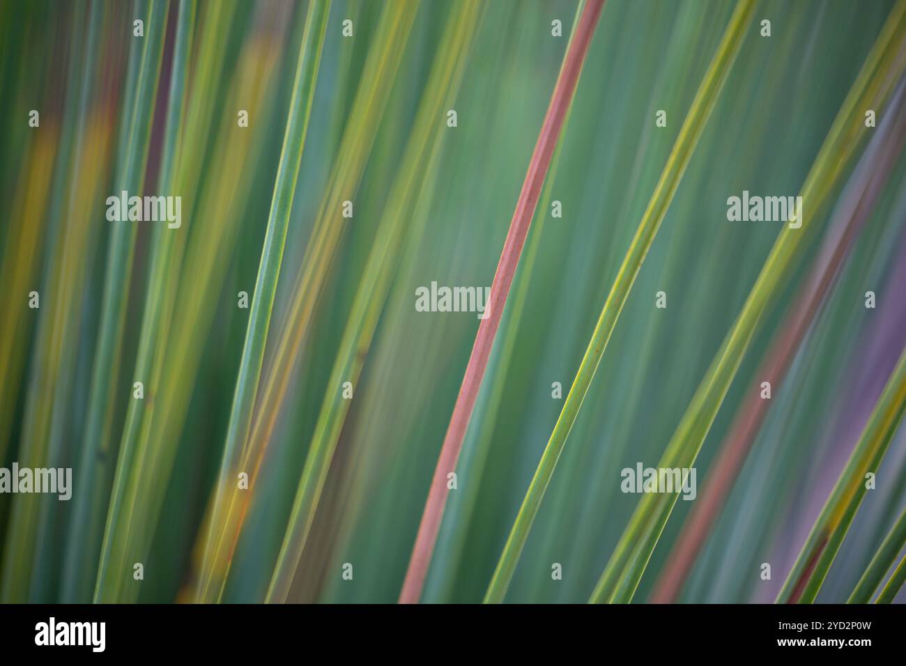 Tree and grass background hi-res stock photography and images - Alamy