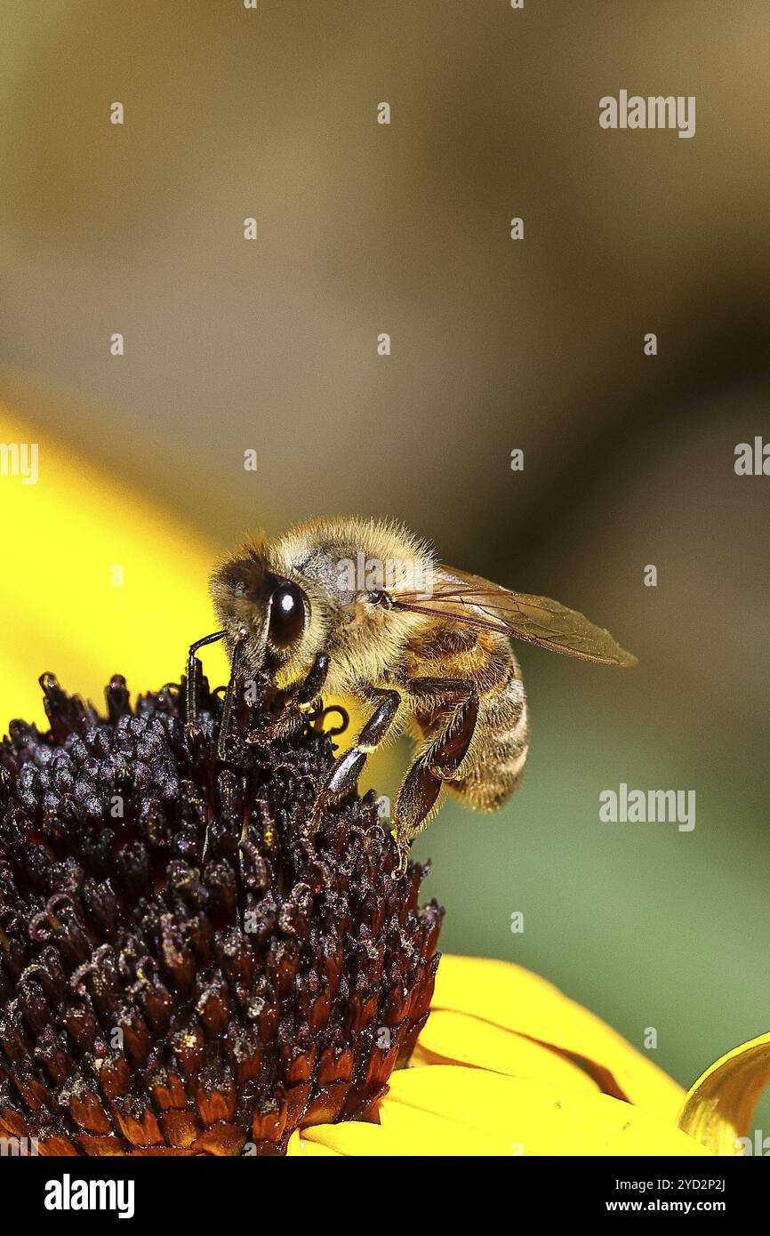 Brilliant coneflowers hi-res stock photography and images - Alamy