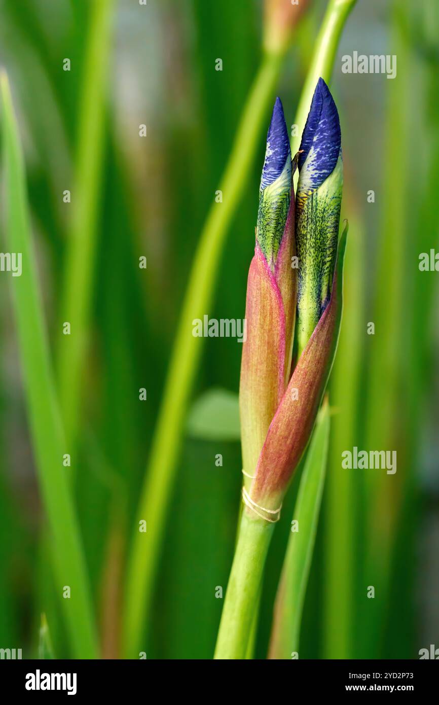 Two buds of a purple Iris growing side by side Stock Photo - Alamy
