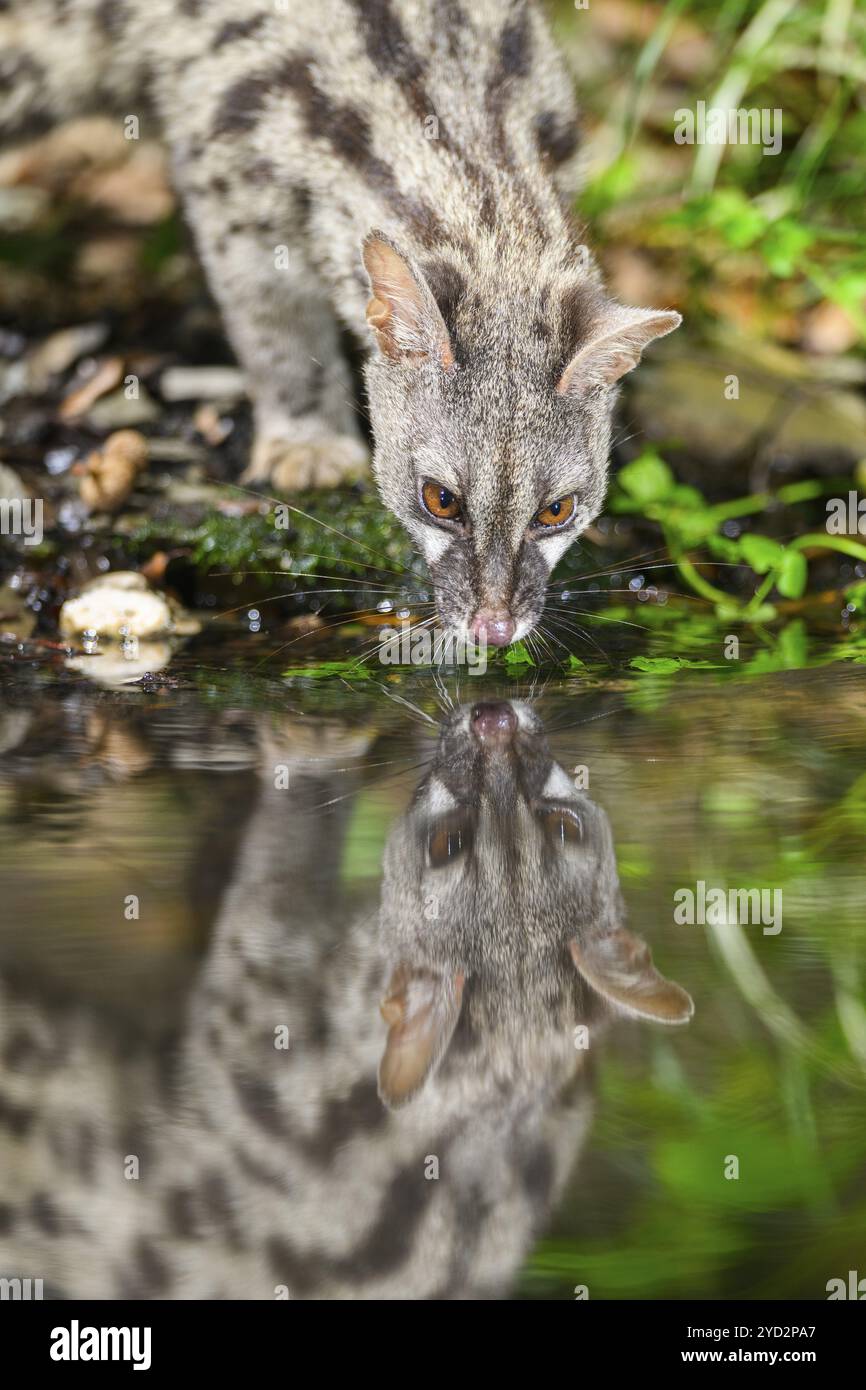 Common genet (Genetta genetta), drinking water wildlife in a forest ...