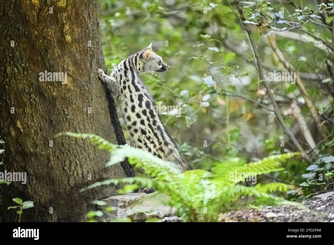 Common genet (Genetta genetta), climbing on a tree wildlife in a forest ...
