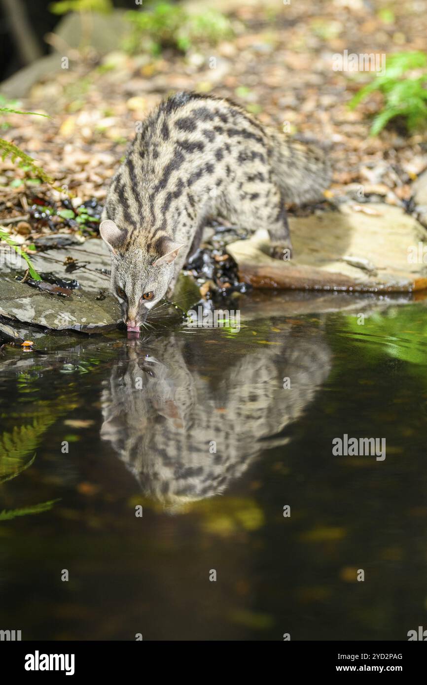 Common genet (Genetta genetta) drinking water at the shore of a lake ...