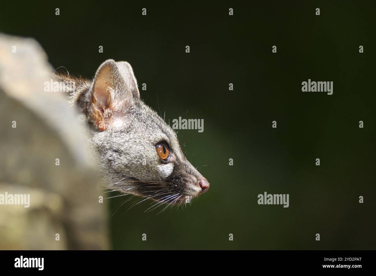 Portrait of a Common genet (Genetta genetta), wildlife in a forest ...