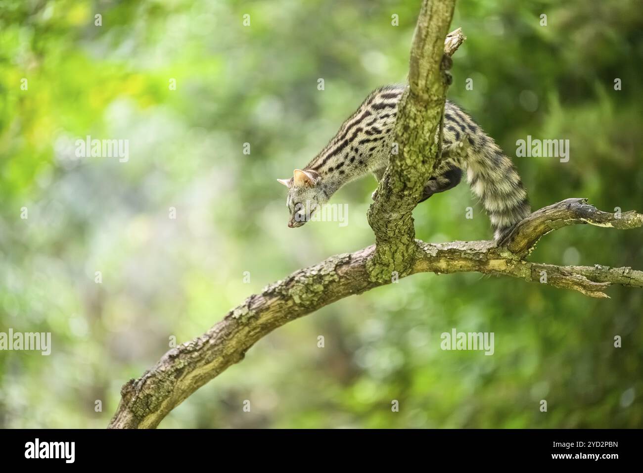 Common genet (Genetta genetta), climbing on a tree wildlife in a forest ...