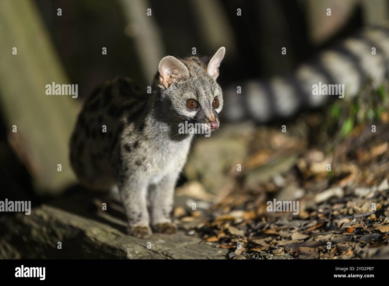 Common genet (Genetta genetta), wildlife in a forest, Montseny National ...
