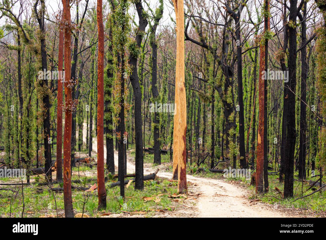 Australian bush land forest recovering after bush fires of summer ...