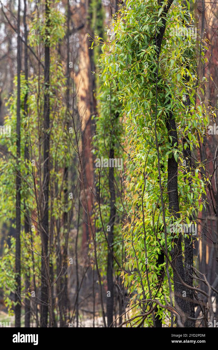 Trees with new leaf growth after fire Stock Photo - Alamy