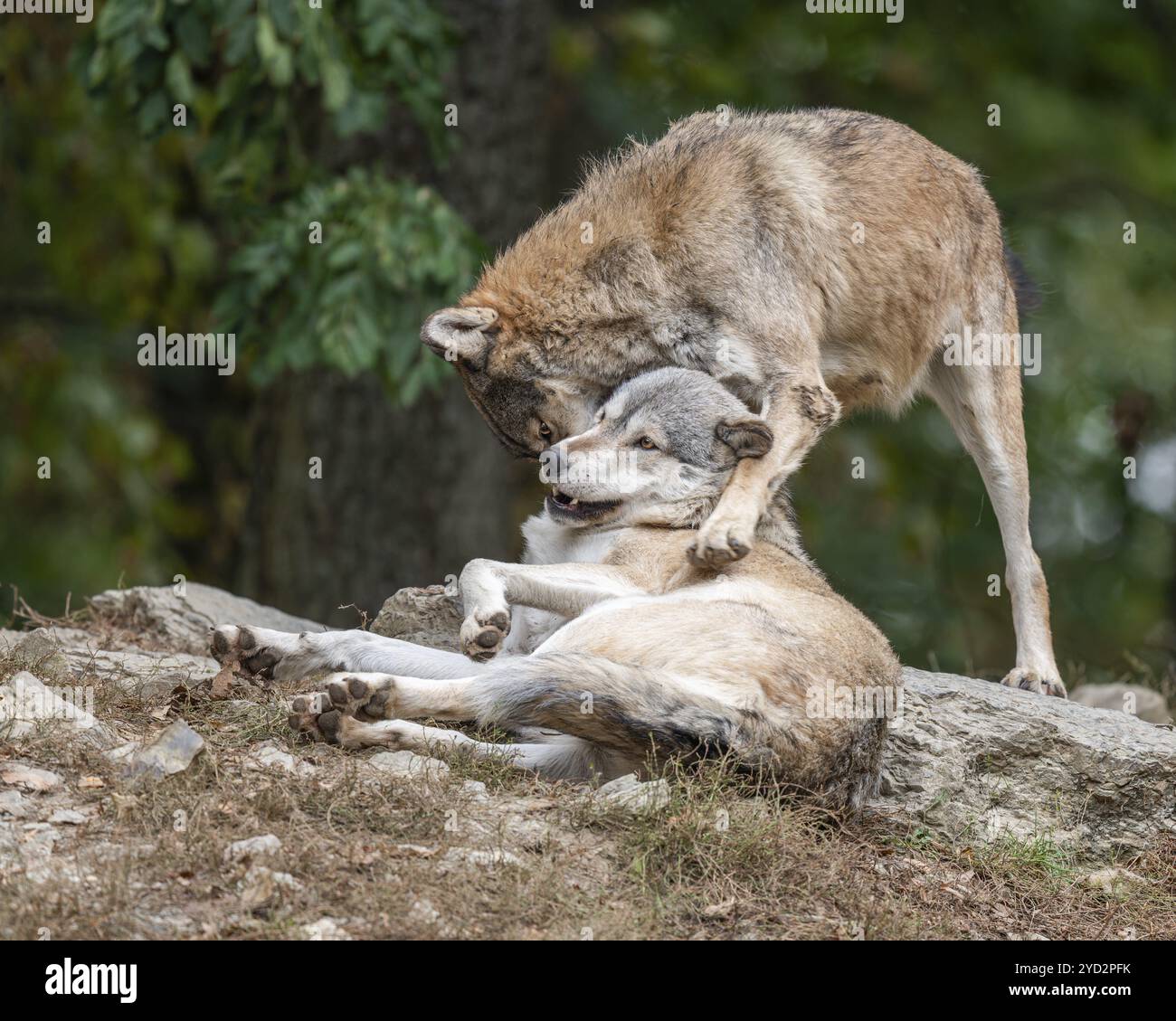 Wolves (Canis lupus) lying and standing on a rock, social behaviour ...