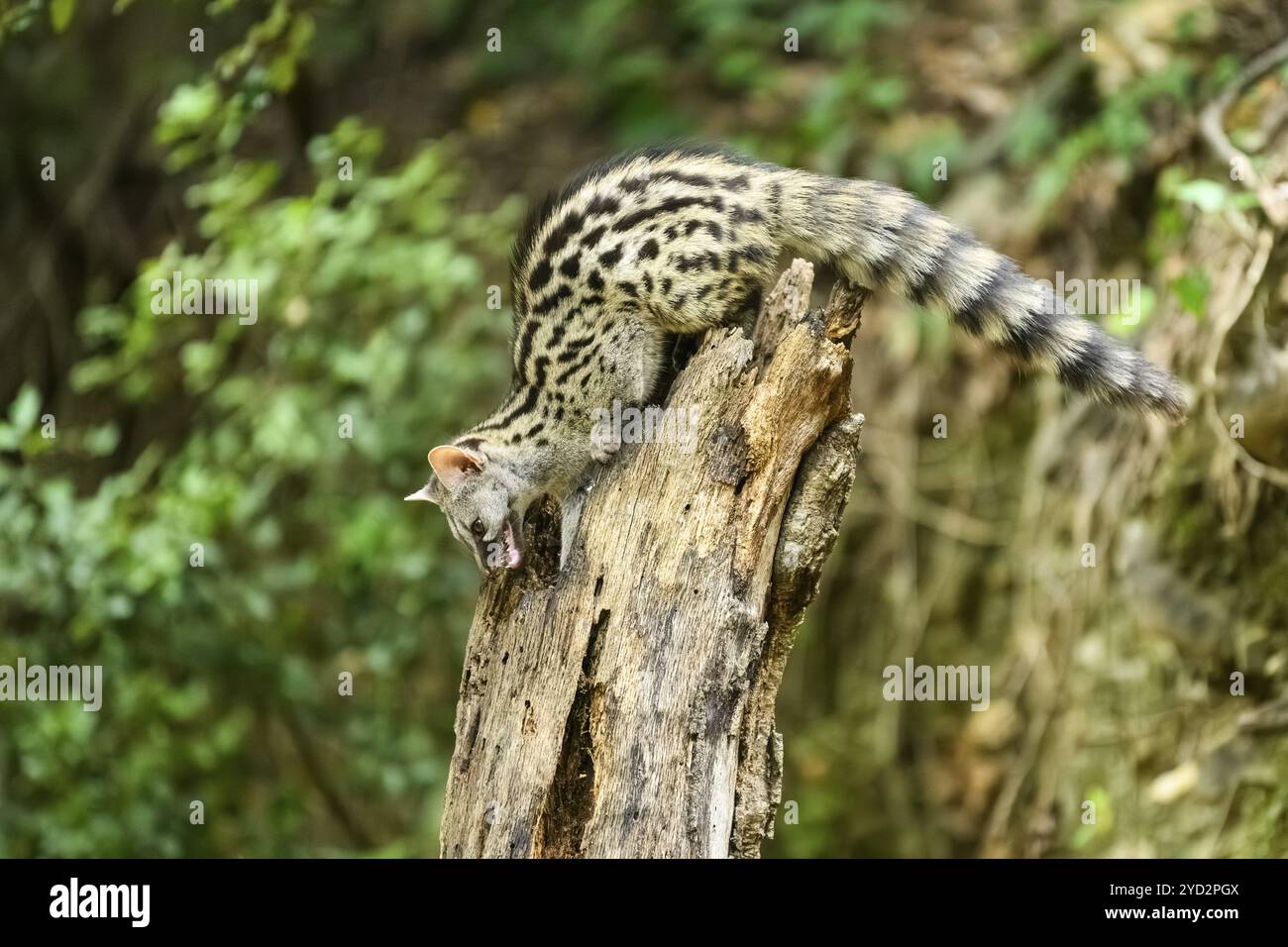 Common genet (Genetta genetta), climbing on a tree wildlife in a forest ...