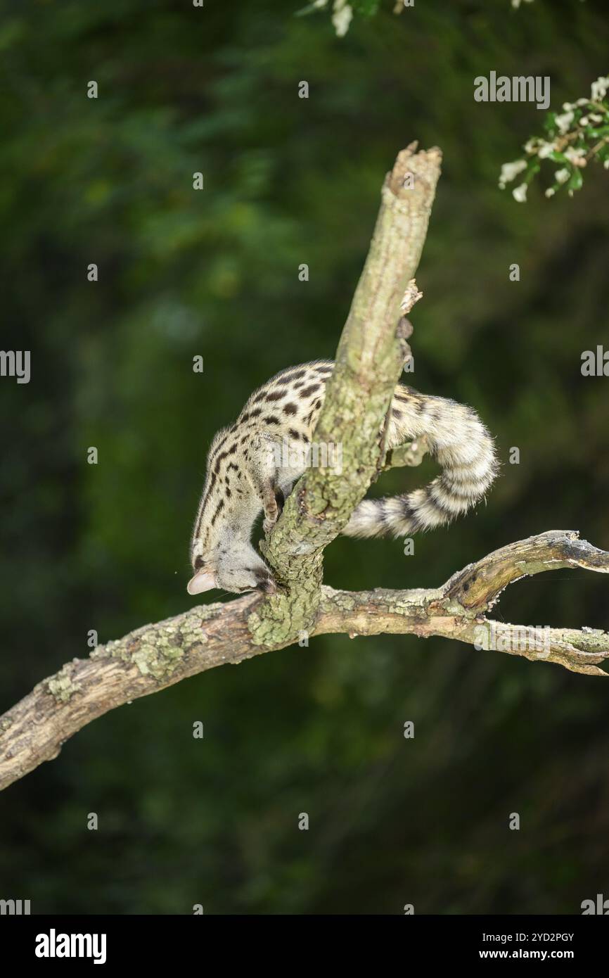 Common genet (Genetta genetta), climbing on a tree wildlife in a forest ...