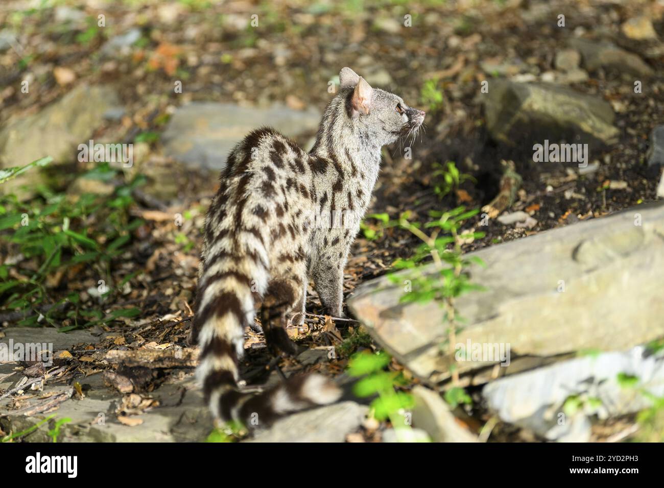 Common genet (Genetta genetta), wildlife in a forest, Montseny National ...