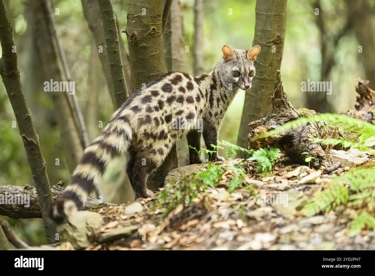 Common genet (Genetta genetta), wildlife in a forest, Montseny National ...